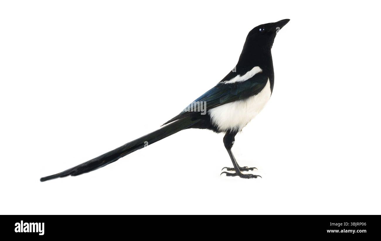European magpie (Pica pica) is widely distributed. Everywhere it has ...