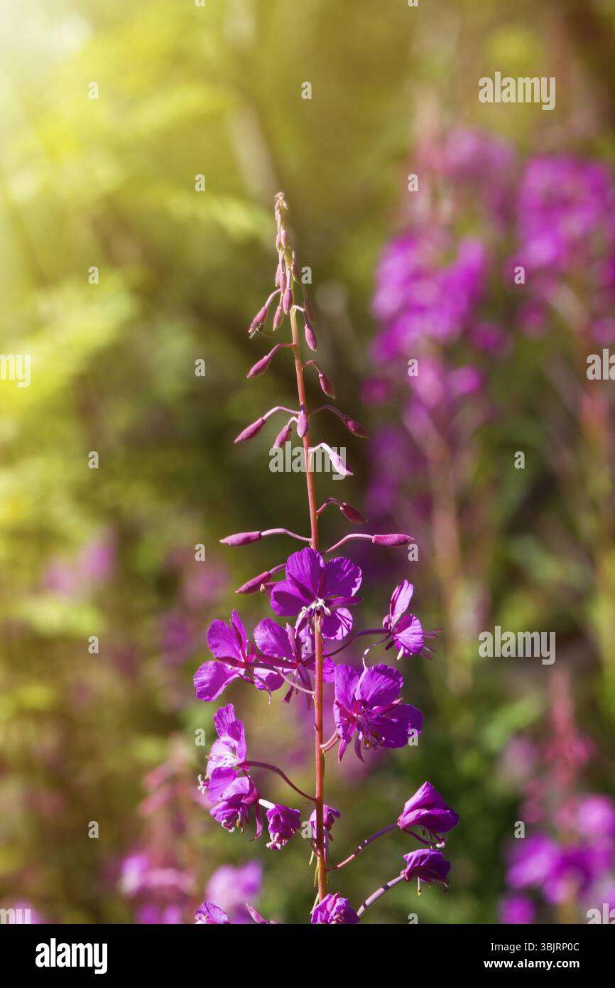 French willow (Epilobium angustifolium) as pink visiting card of whole ...