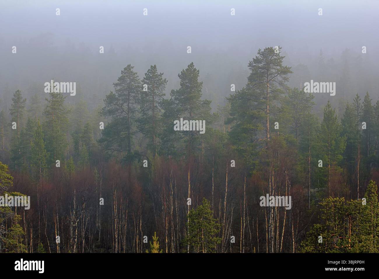 Light-coniferous taiga (predominance of Lapland pine, Pinus friesiana ...