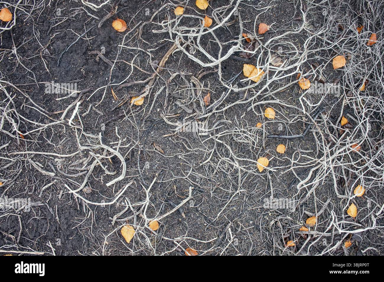 Death of plants, deforestation. In air pollution and fires in forest ...