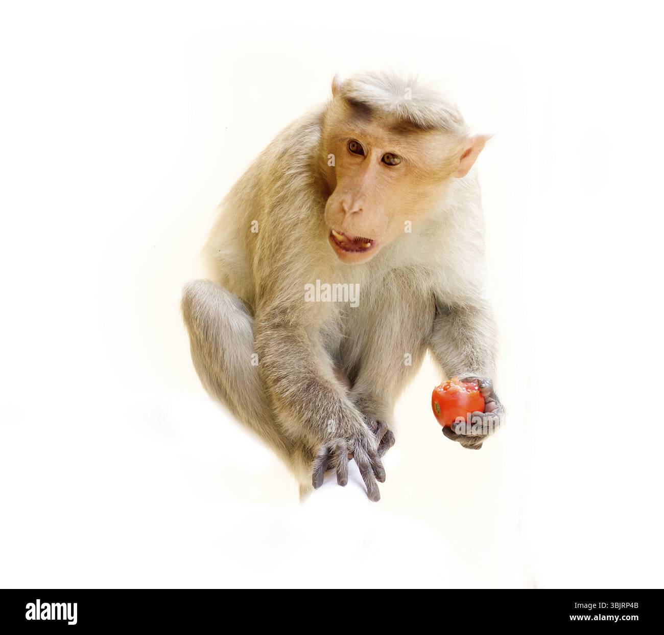 Indian macaques lat. Macaca radiata. wild animal primates on a white ...