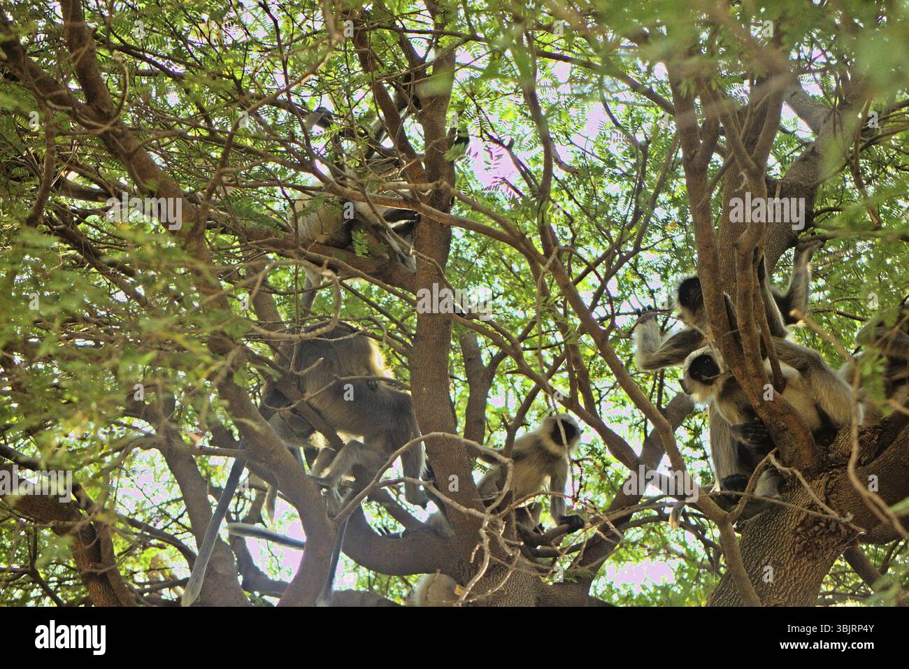 Flying soldiers of monkey God Hanuman 1. Bunch of monkeys (entellus ...