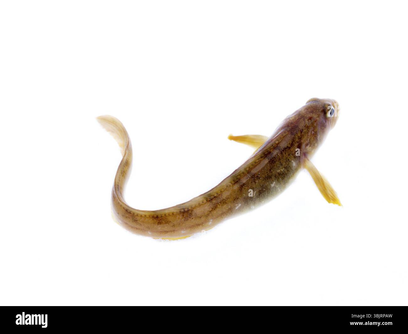 Very attractive animal in different poses Stock Photo - Alamy