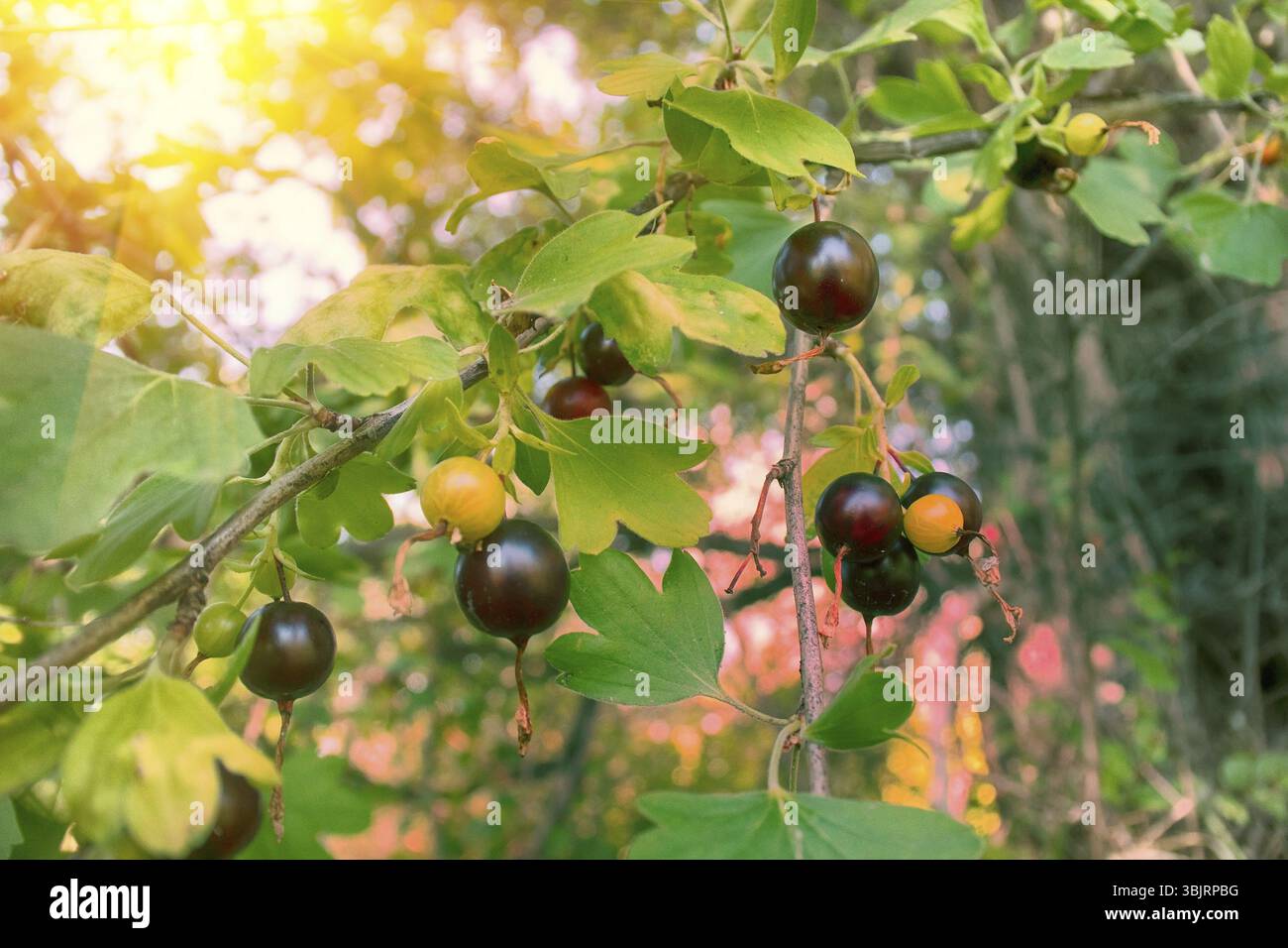 Wilding black currants (cassis) planted 70 years ago in shelterbelts to ...