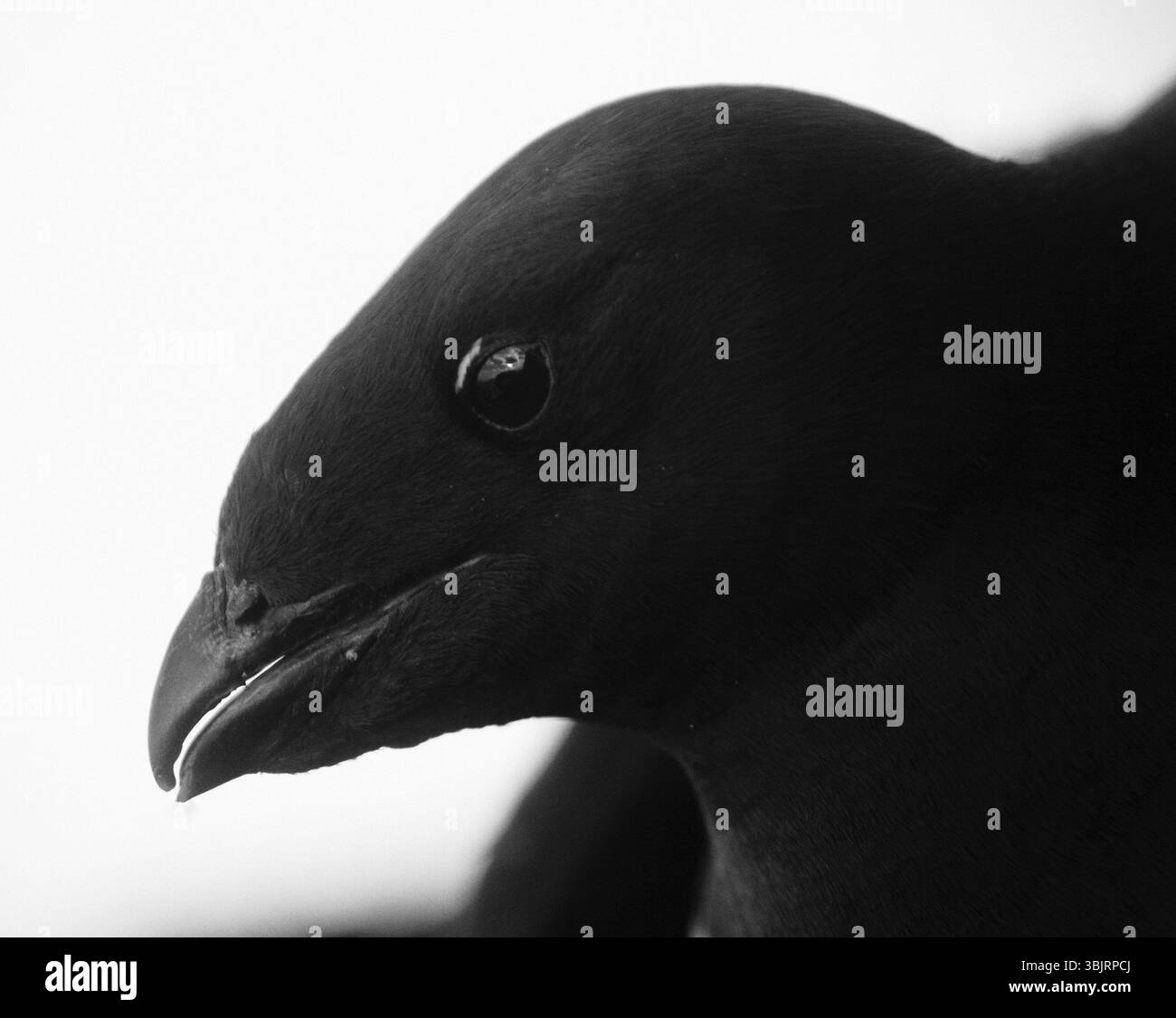 Expedition report Black and White Stock Photos & Images - Alamy