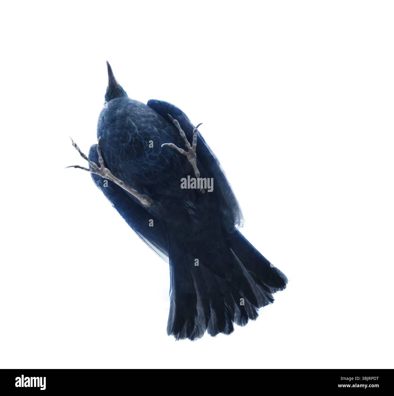 Side view of a bird Cut Out Stock Images & Pictures - Alamy