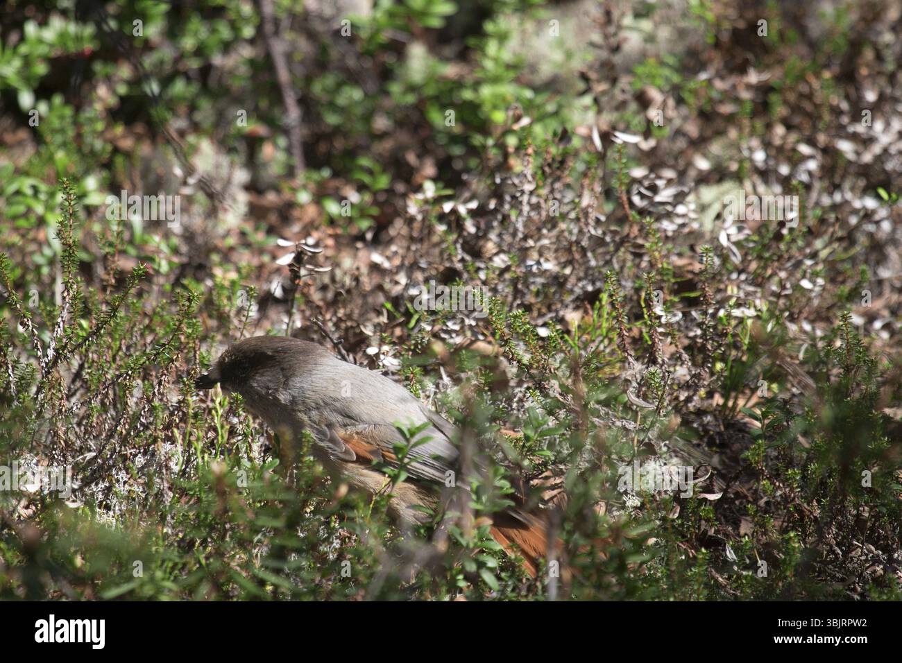 Birds of Scandinavian taiga. Siberian Jay (Perisoreus infaustus) in the ...