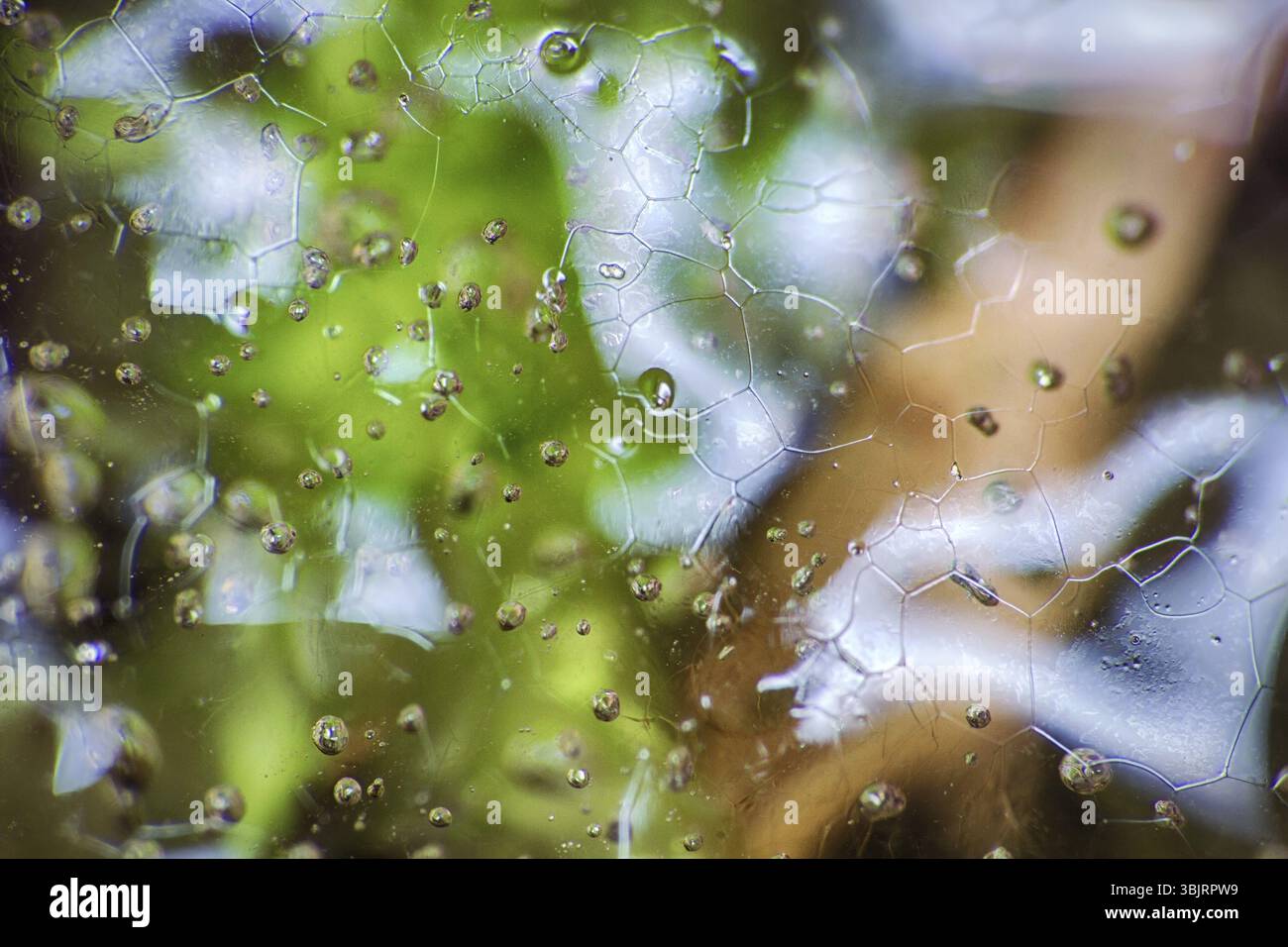 Frozen plant cells hi-res stock photography and images - Alamy