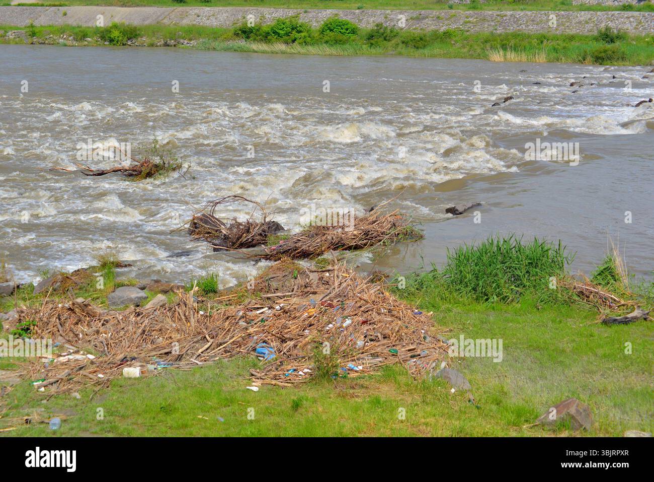 Plant debris washed down the Mures River after consecutive spring ...