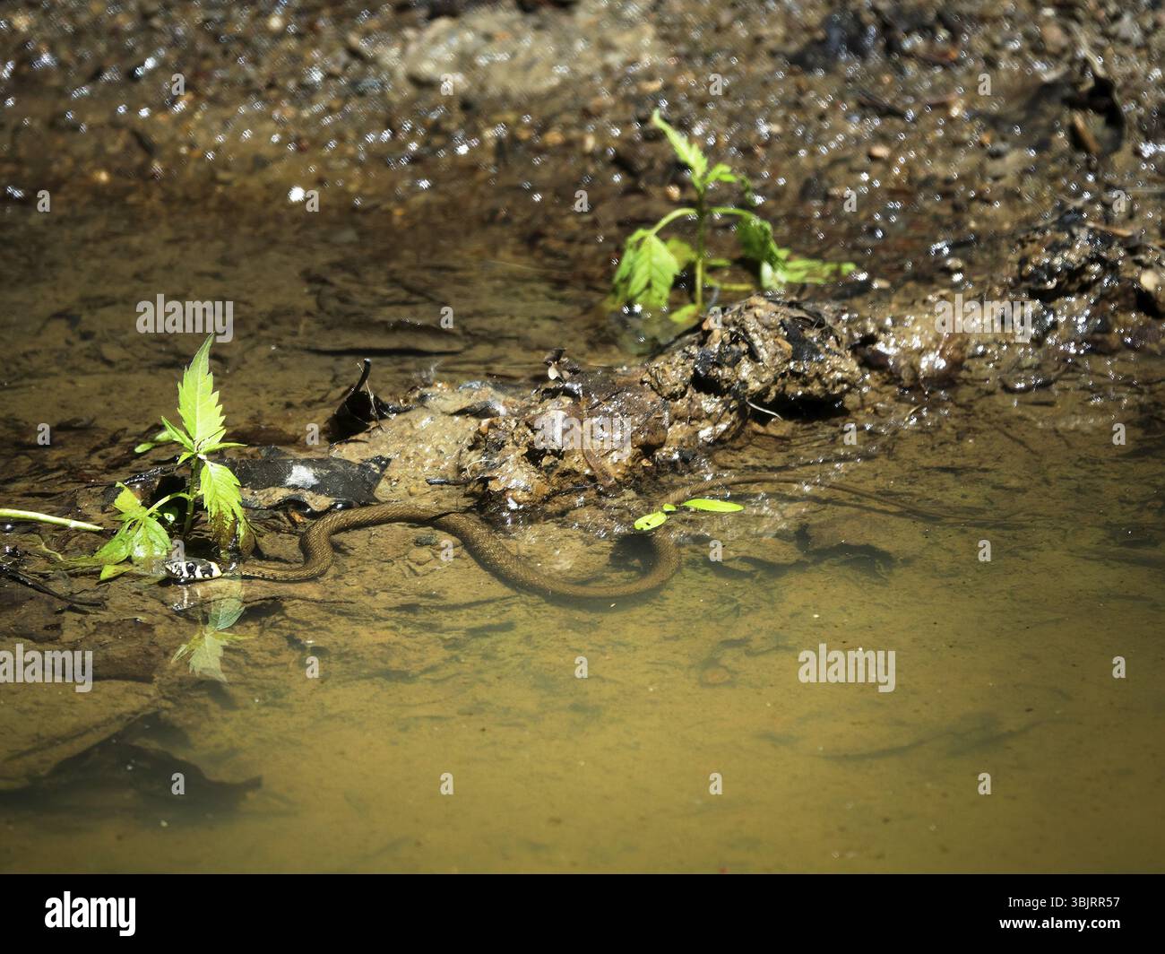 Serpent floats, forked tongue determines distance to object, Colchis ...