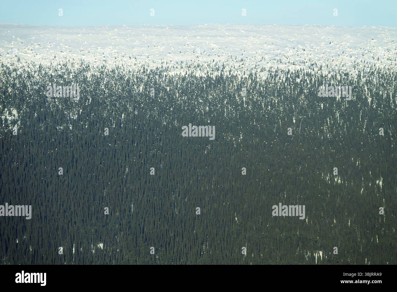 Dark coniferous forests (boreal coniferous forest). Northern forest ...