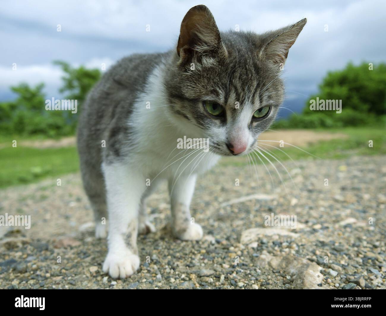 Funny cat looks at the viewer. Close-up face into the camera Stock ...