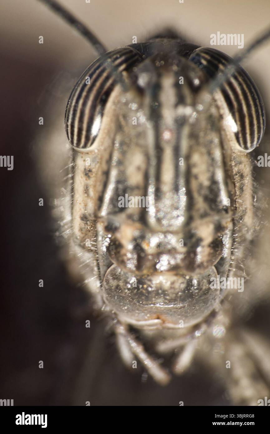 The alien appearance of the locust. Macro front of grasshopper head ...