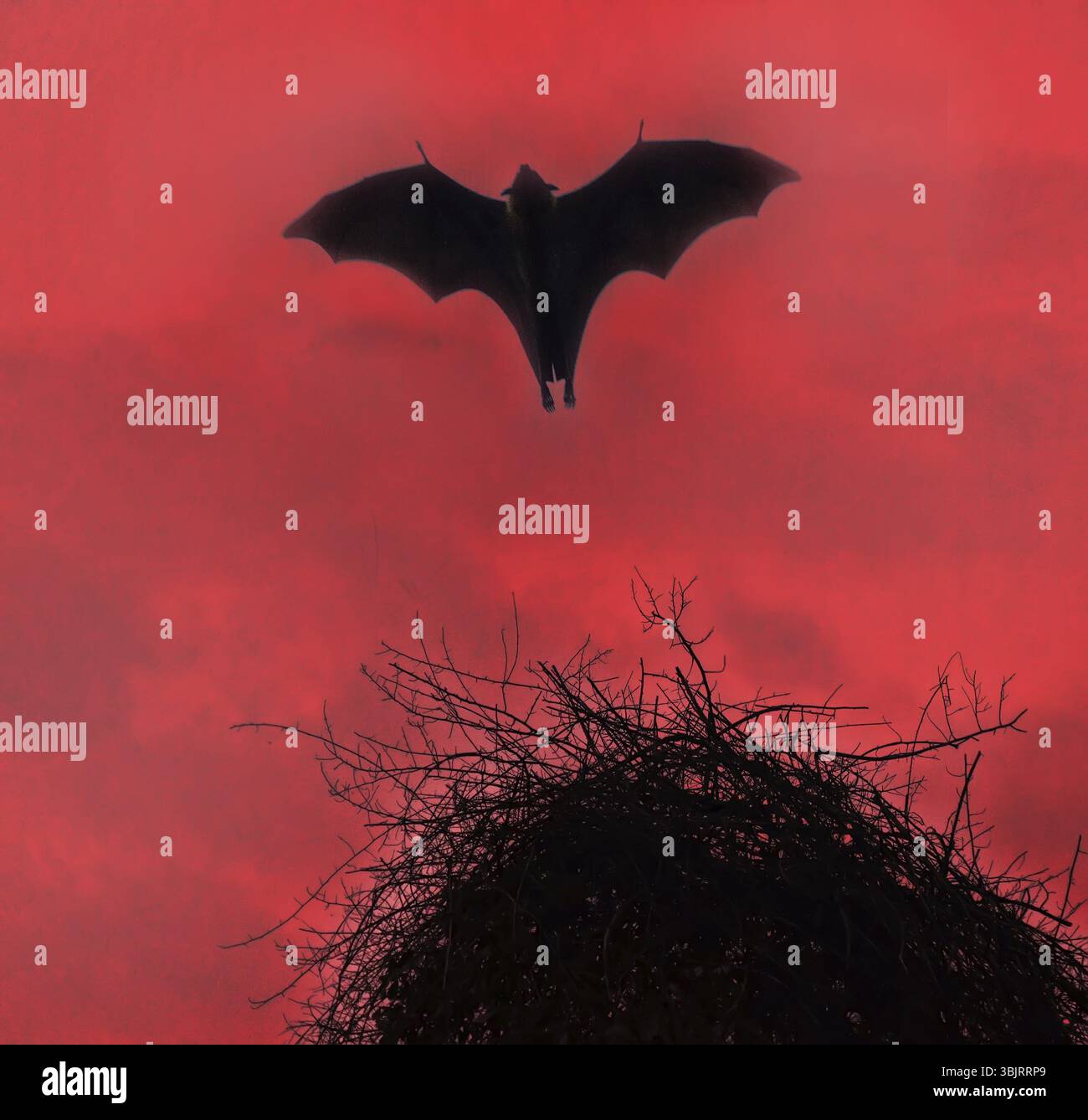 Terrible horrible bat silhouette in sky in flight. Night scary vampire ...