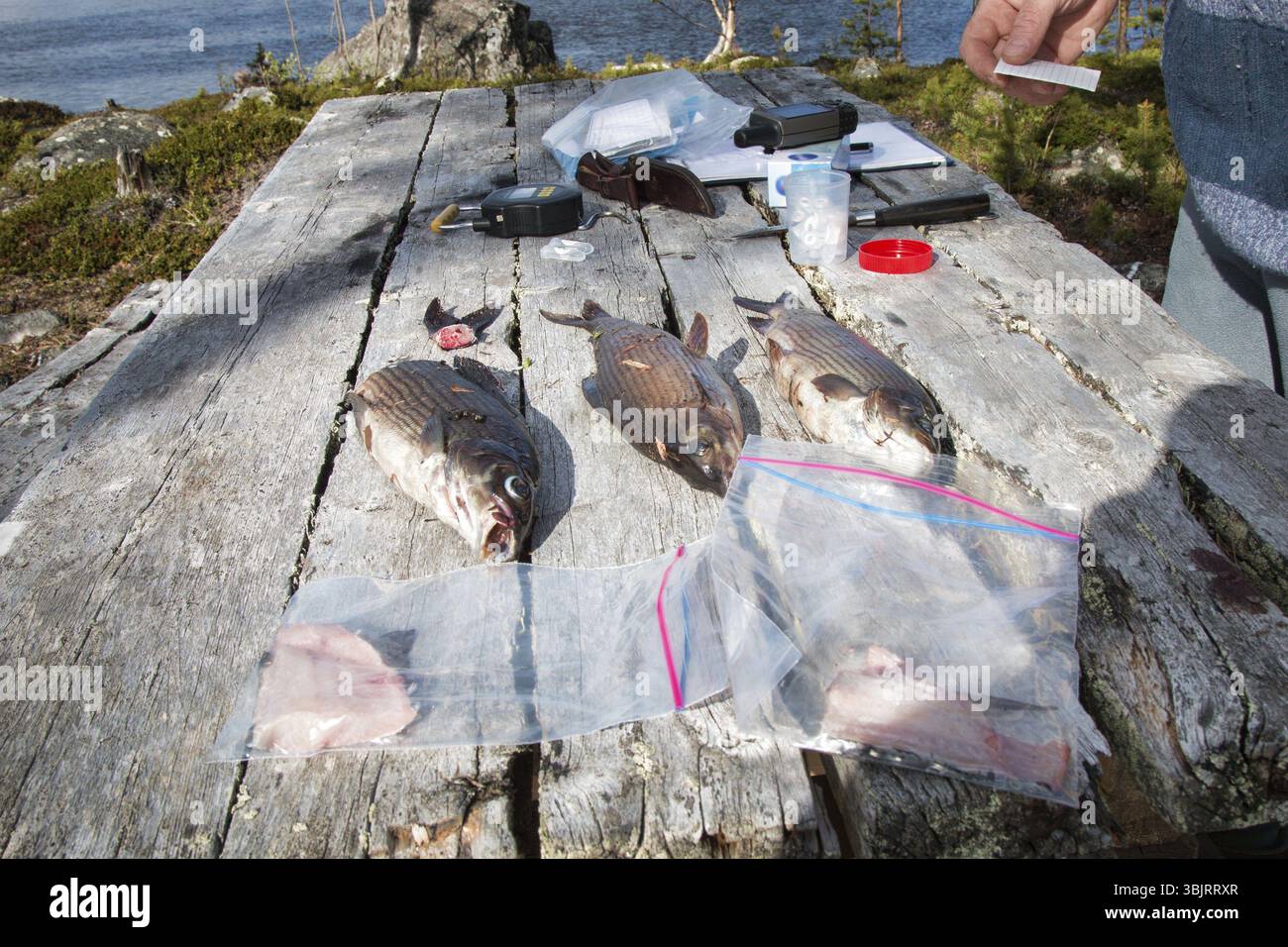 Measuring fish samples hi-res stock photography and images - Alamy