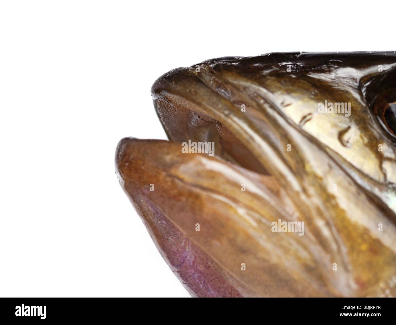 Ichthyology, morphology of fish. Fish mouth, mouthparts. European Perch ...