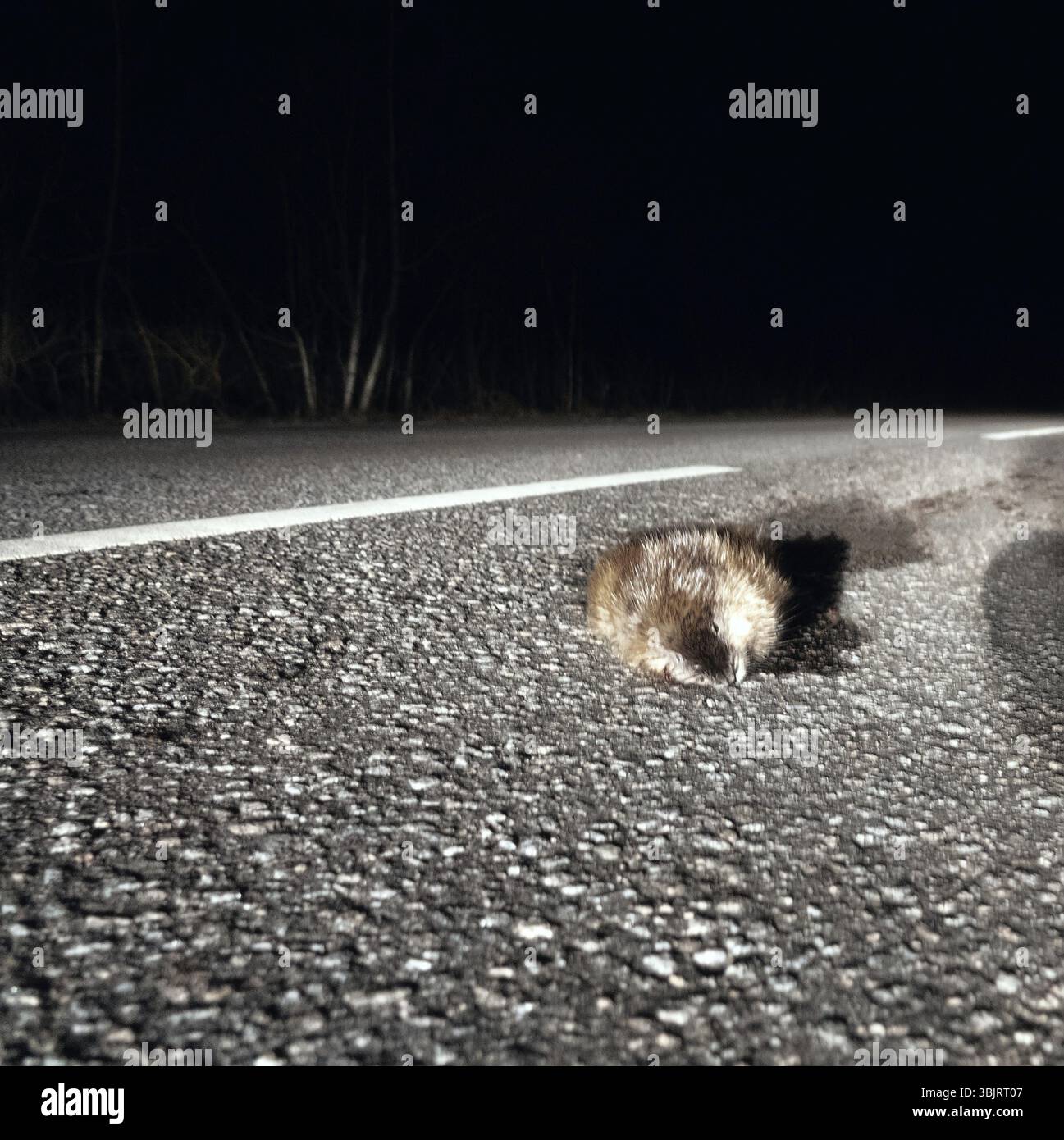 This muskrat (water rodent) is hit by a car at night when the animal ...