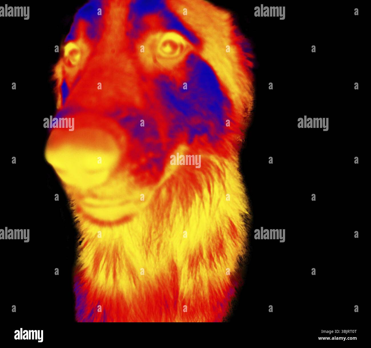 Portraits of dogs. Scanning the animal's body temperature with a ...