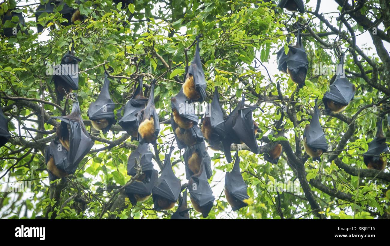 Many Indian flying fox (Pteropus giganteus) hang from a tree during the ...