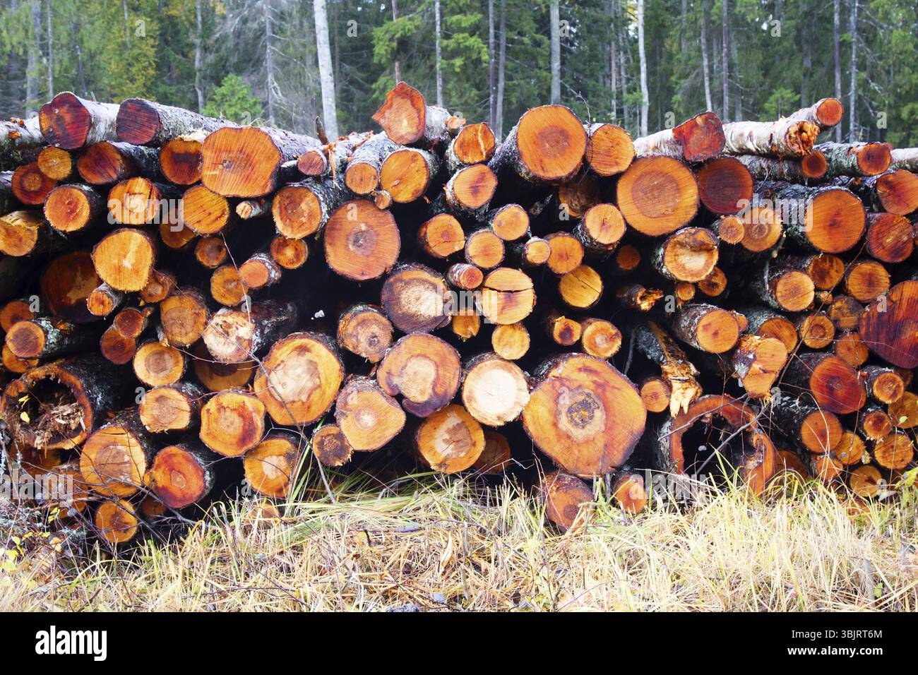 Stacks of freshly cut wood (woodpile, stacking of round wood). Timber ...