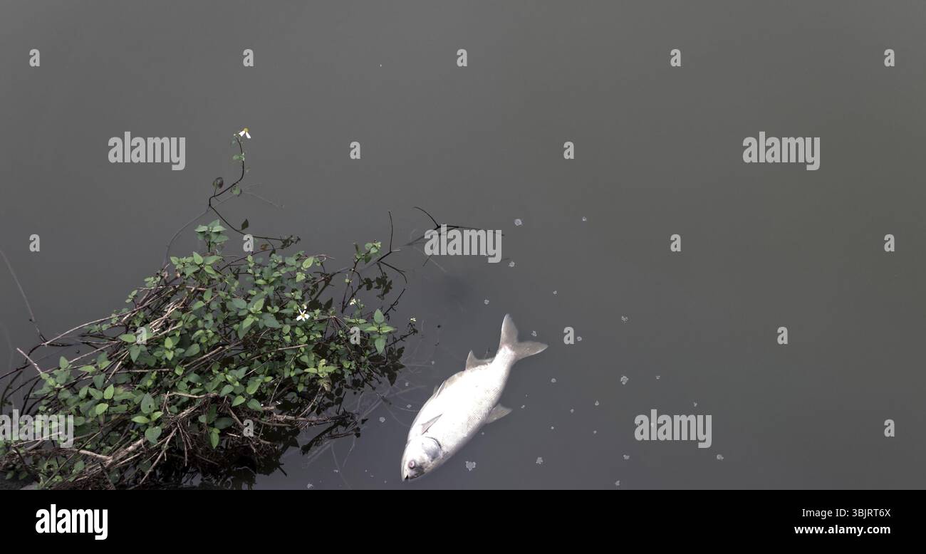 Dead silver carp hypophthalmichthys molitrix hi-res stock photography ...