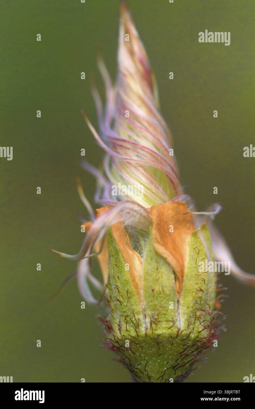 Enlarged flowers (even outwardly simple) look amazingly beautiful when ...