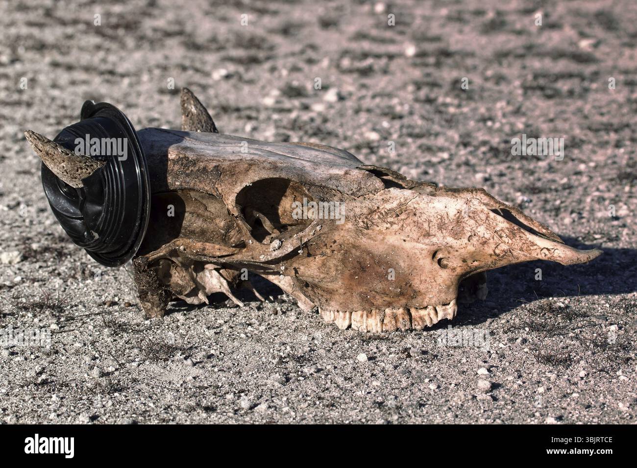 A cow poisoned by plastic garbage. Problems with garbage on planet ...
