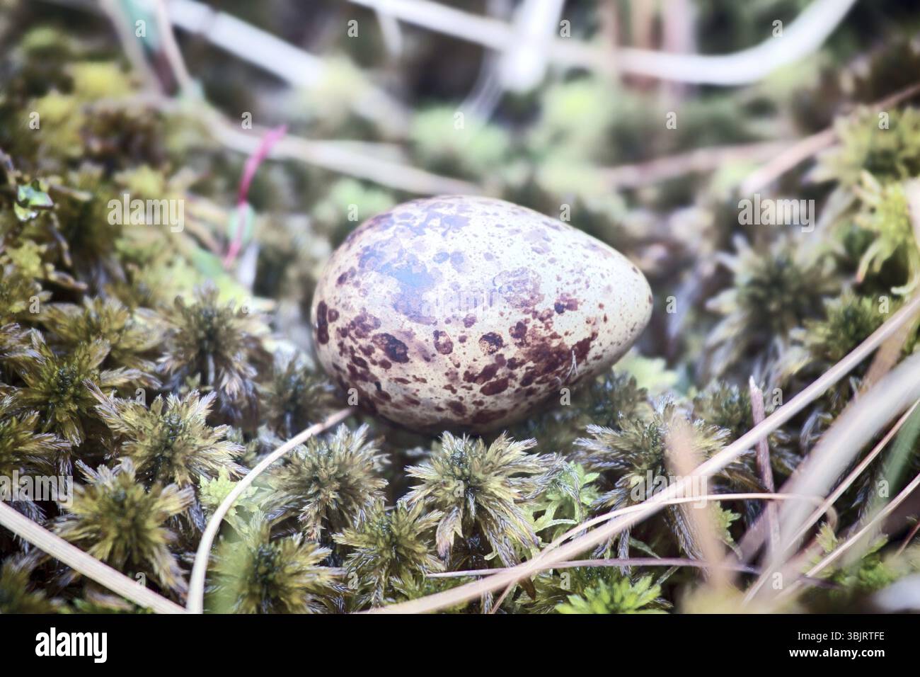 Eggs of different species of birds. Guide. Cryptic painted (mottled ...