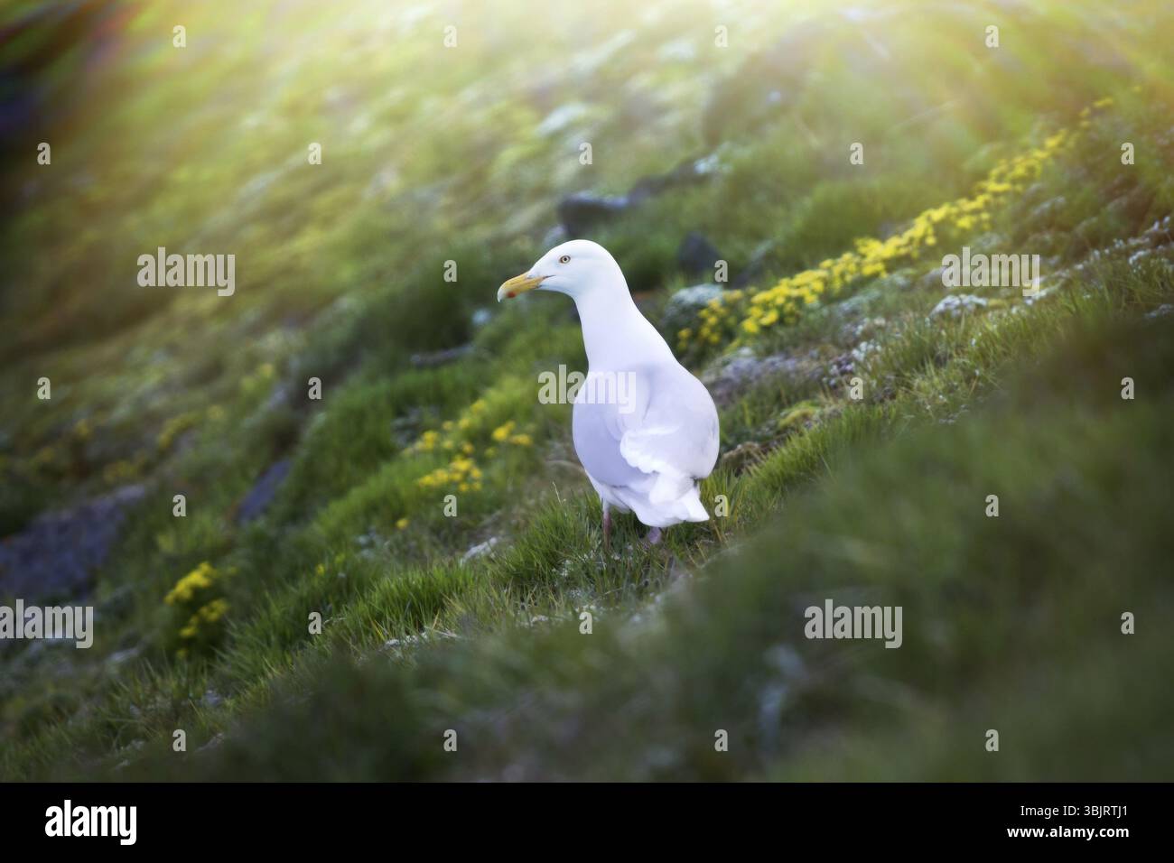 Glaucous gull (Larus hyperboreus, female) sitting on slope under rock ...