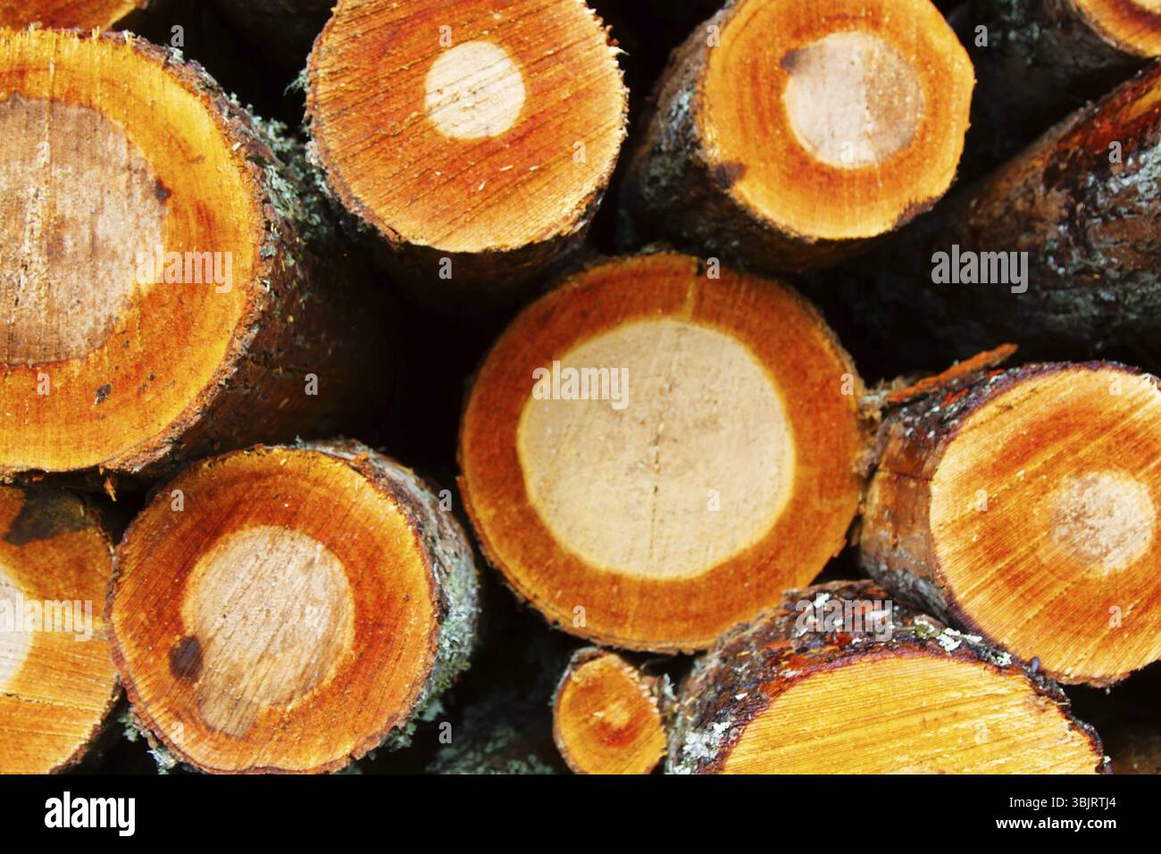 Stacks of freshly cut wood (woodpile, stacking of round wood). Timber ...