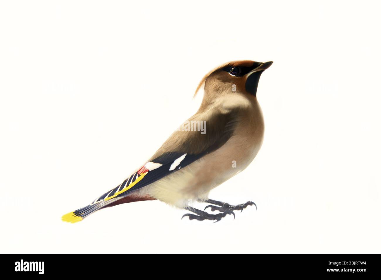 Beautiful shot typical forest hi-res stock photography and images - Alamy