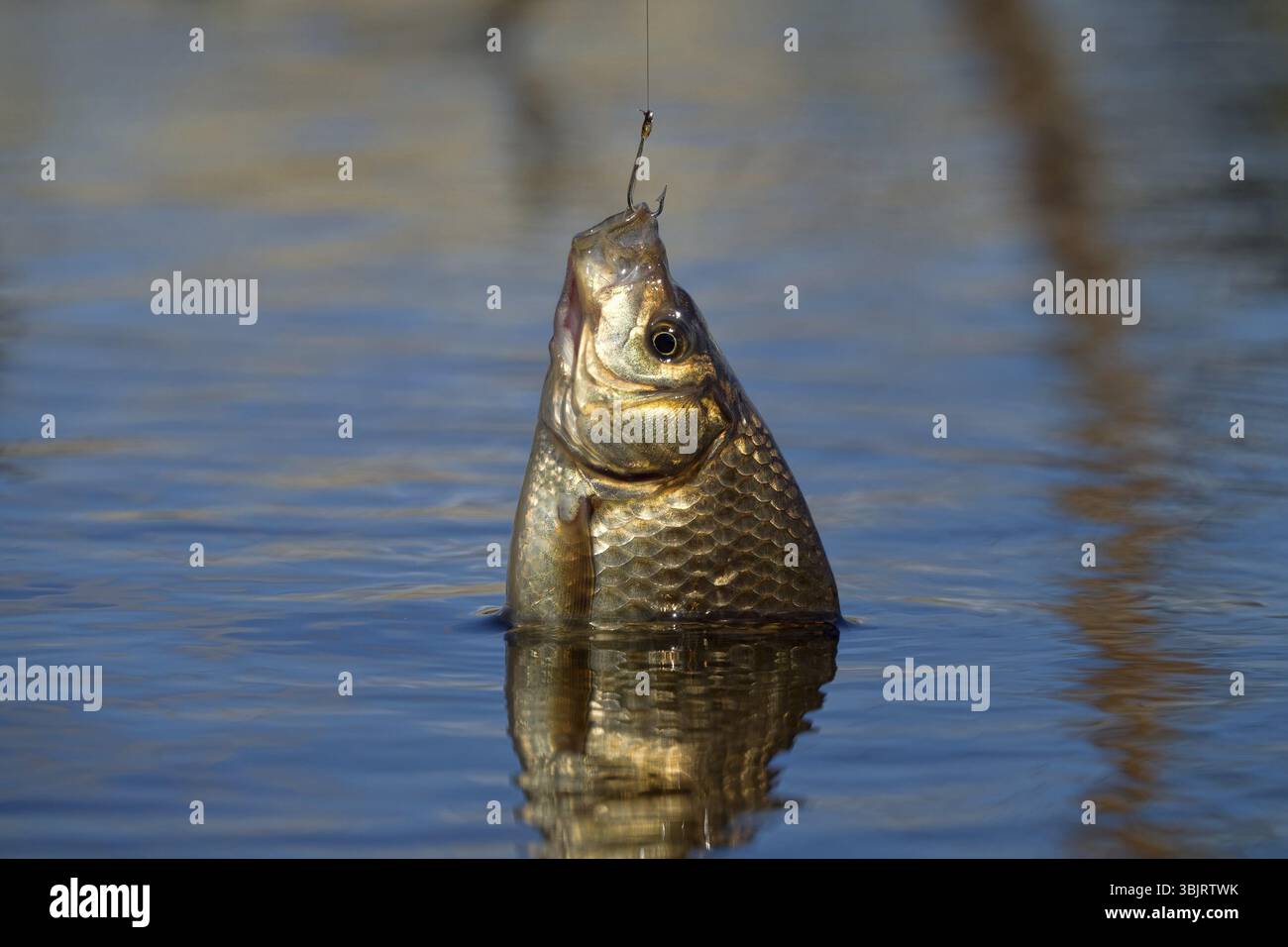 Fishing for carp on a cork float rod. The Northern reservoir and ...