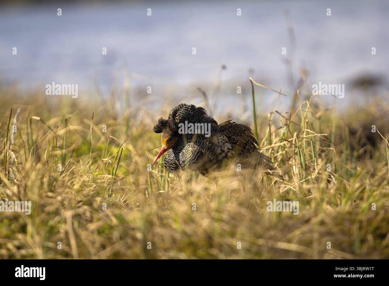 Mating behaviour. Male ruffs are in state of self-advertising. Birds ...
