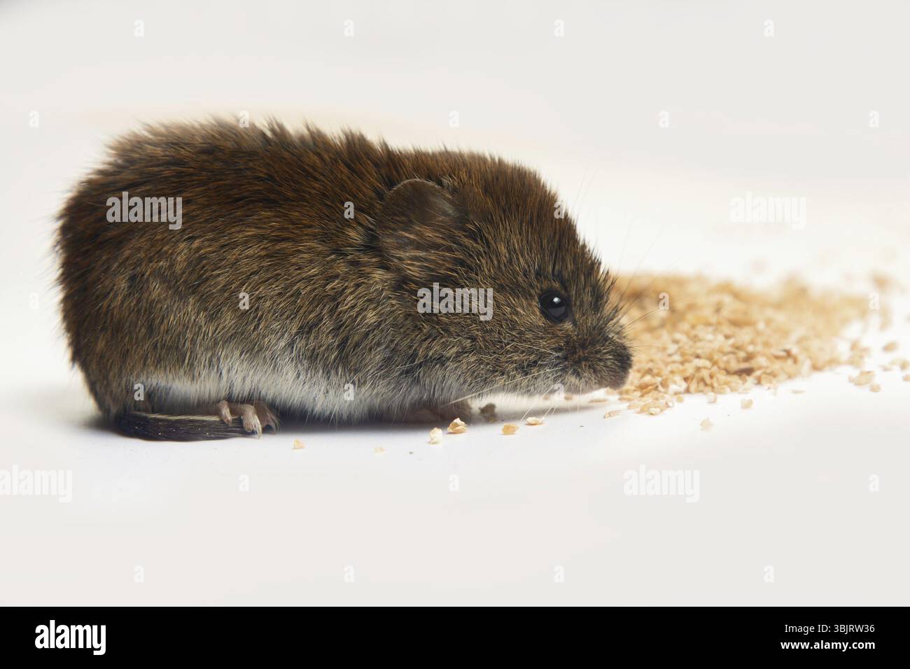 Voles are notorious pests of agriculture and households. Rodents damage ...