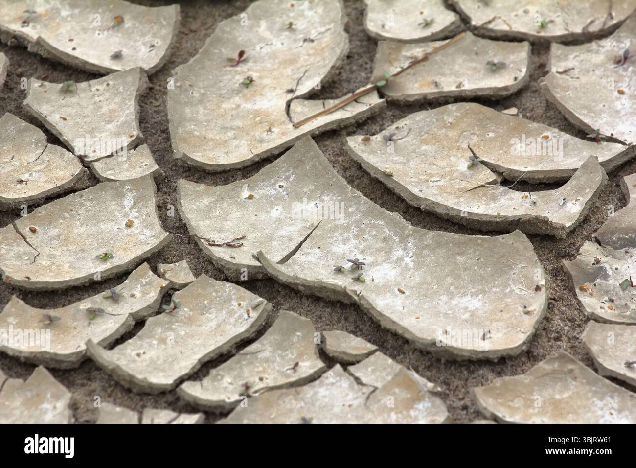 The bottom of dried-up pond with picturesquely broken mud. On surface ...