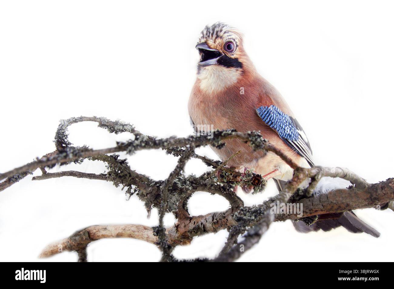 Common jay (Garrulus glandarius) - bird on white background in ...