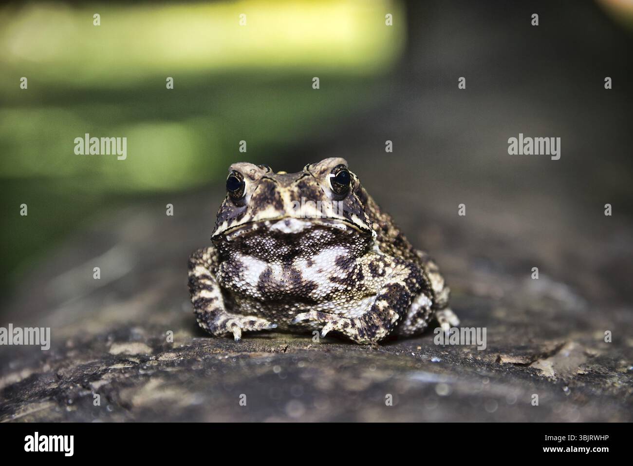 Southeast asia tropical toad hi-res stock photography and images - Alamy