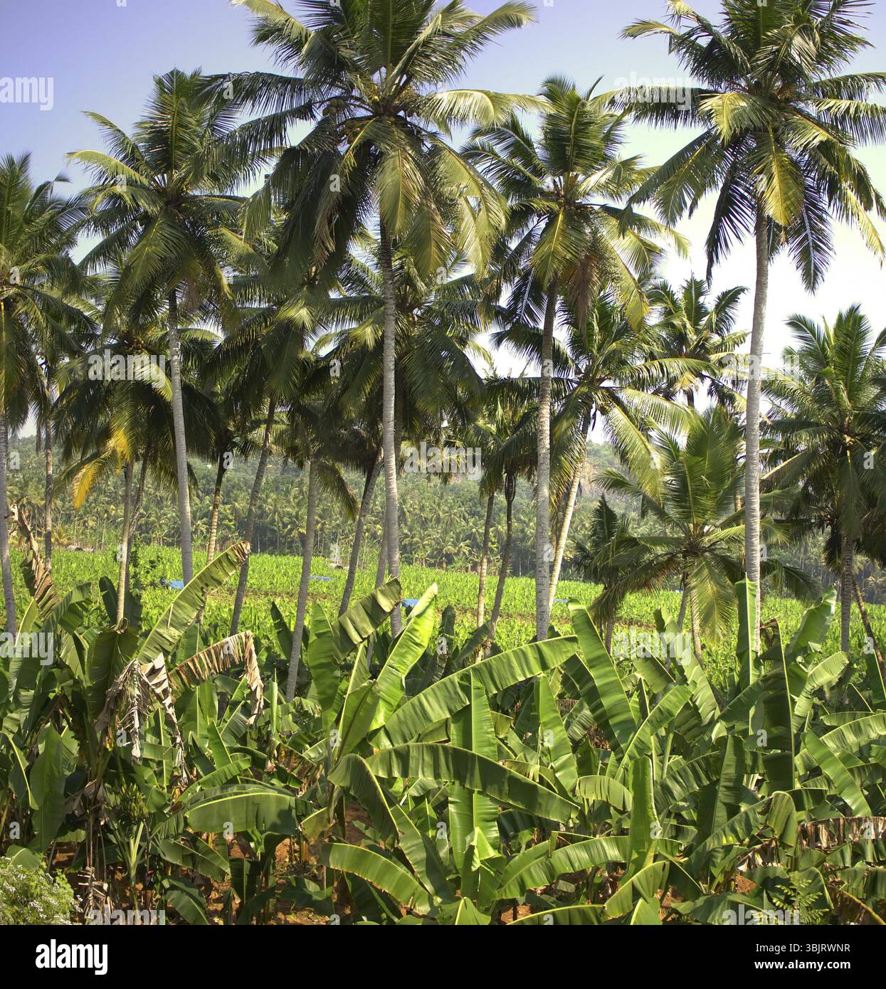 Asian tropical agricultural region of gardens of jungle and instead of ...