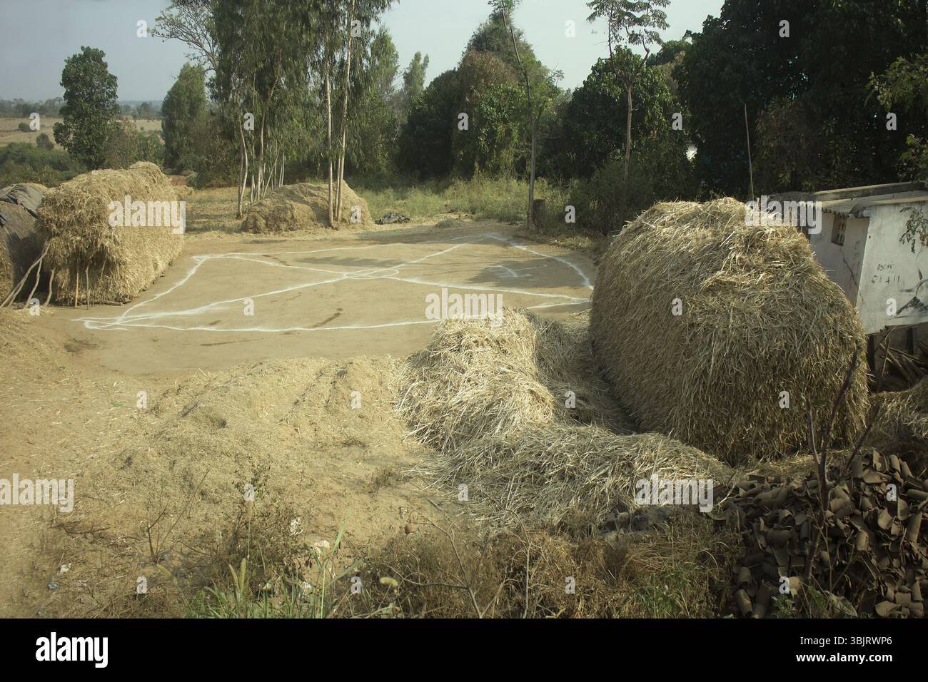 Poor Indian household (farm) 3. Cattle, house and drying of hay. Andhra ...
