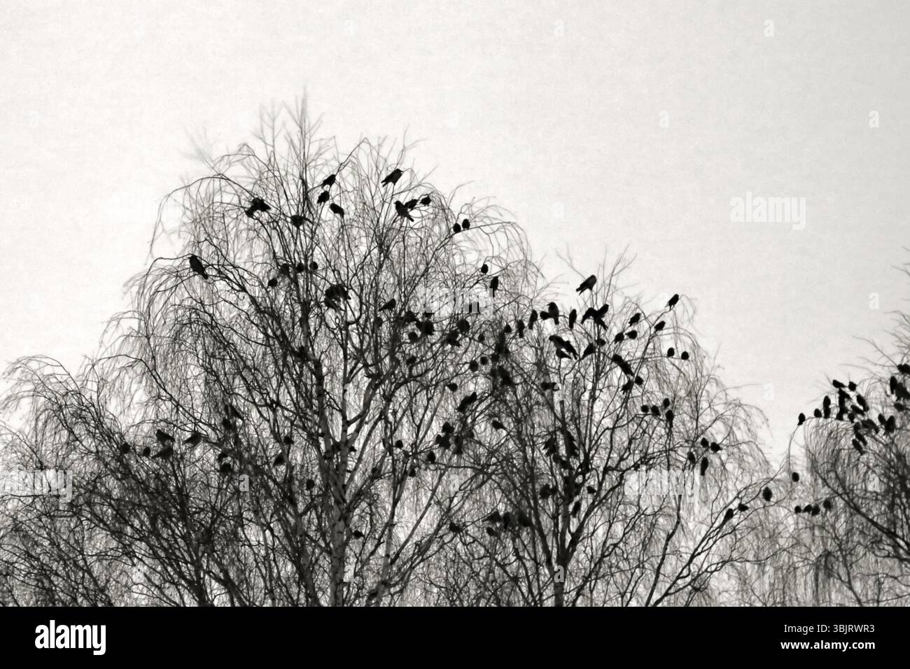 Hooded crows gathered overnight in city Park at winter. Public roosting ...