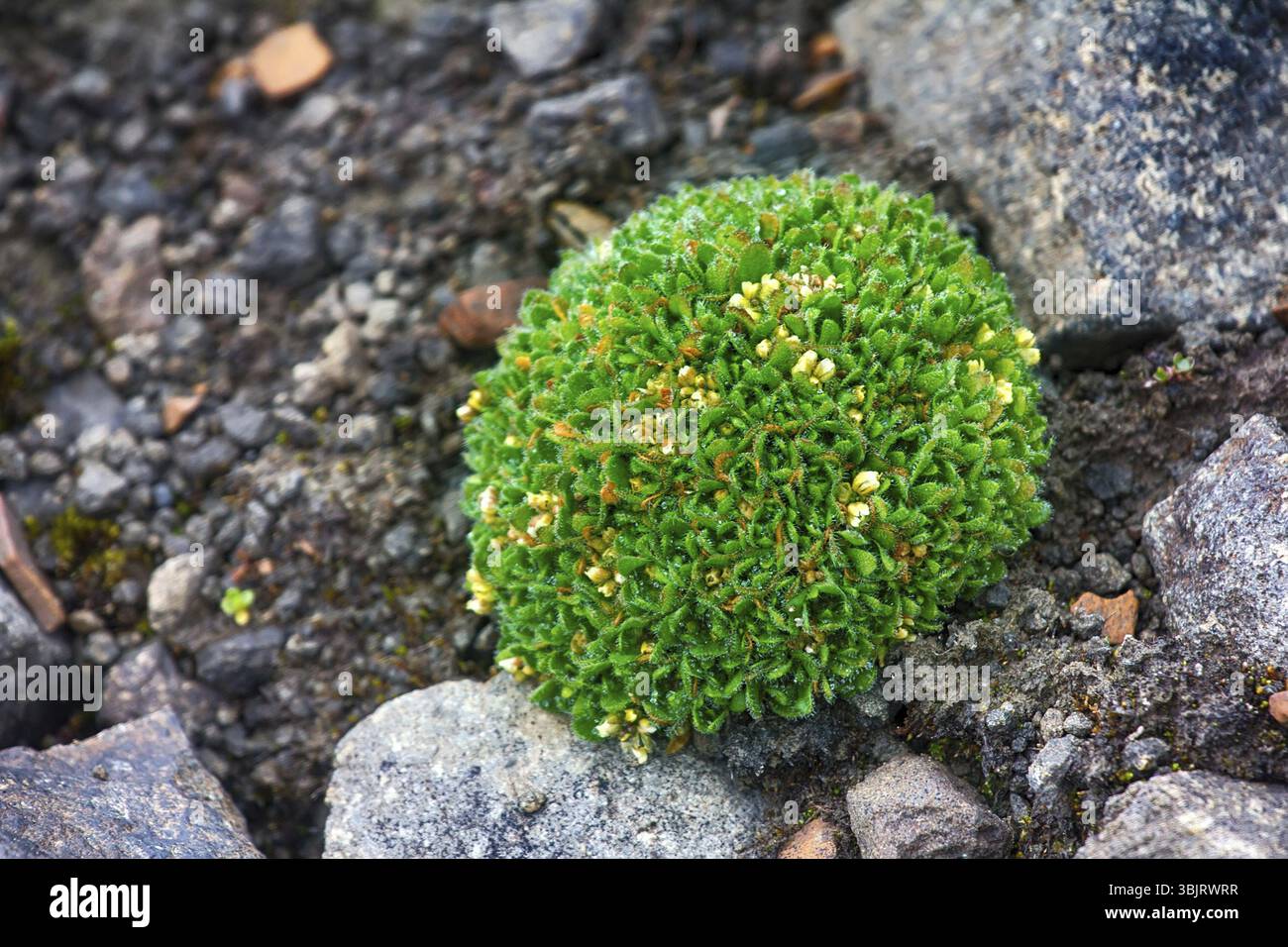 Science, ecology. Resistant plants of high Arctic. Dense form ...