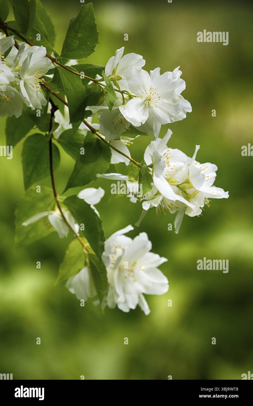 Syringa, Philadelphus - is luxurious virgin fragrant flower of ...