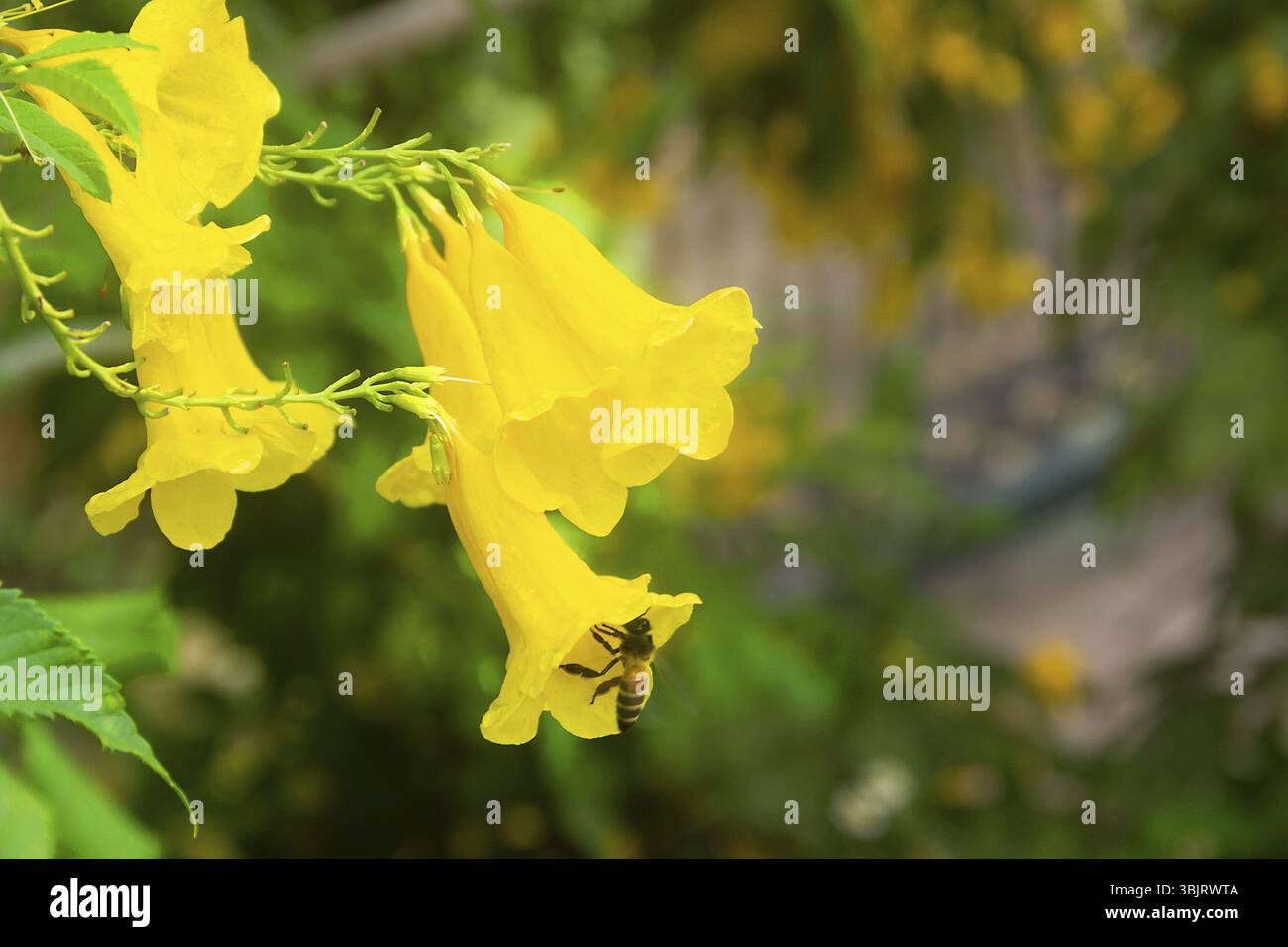 Common trumpet creeper (Campsis radicans) variety flava. Indian bee ...