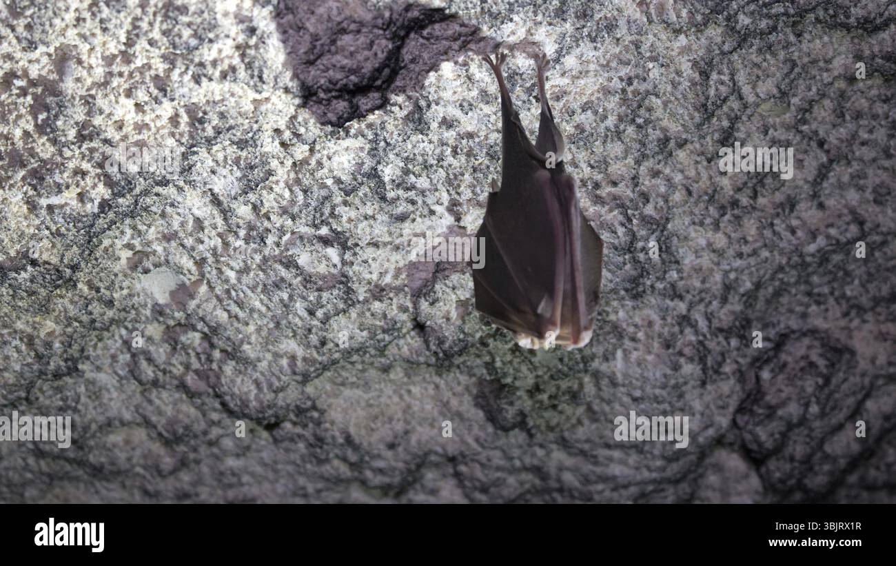 Bats sleep in dungeon upside down, wrapped in wings like black cloak ...