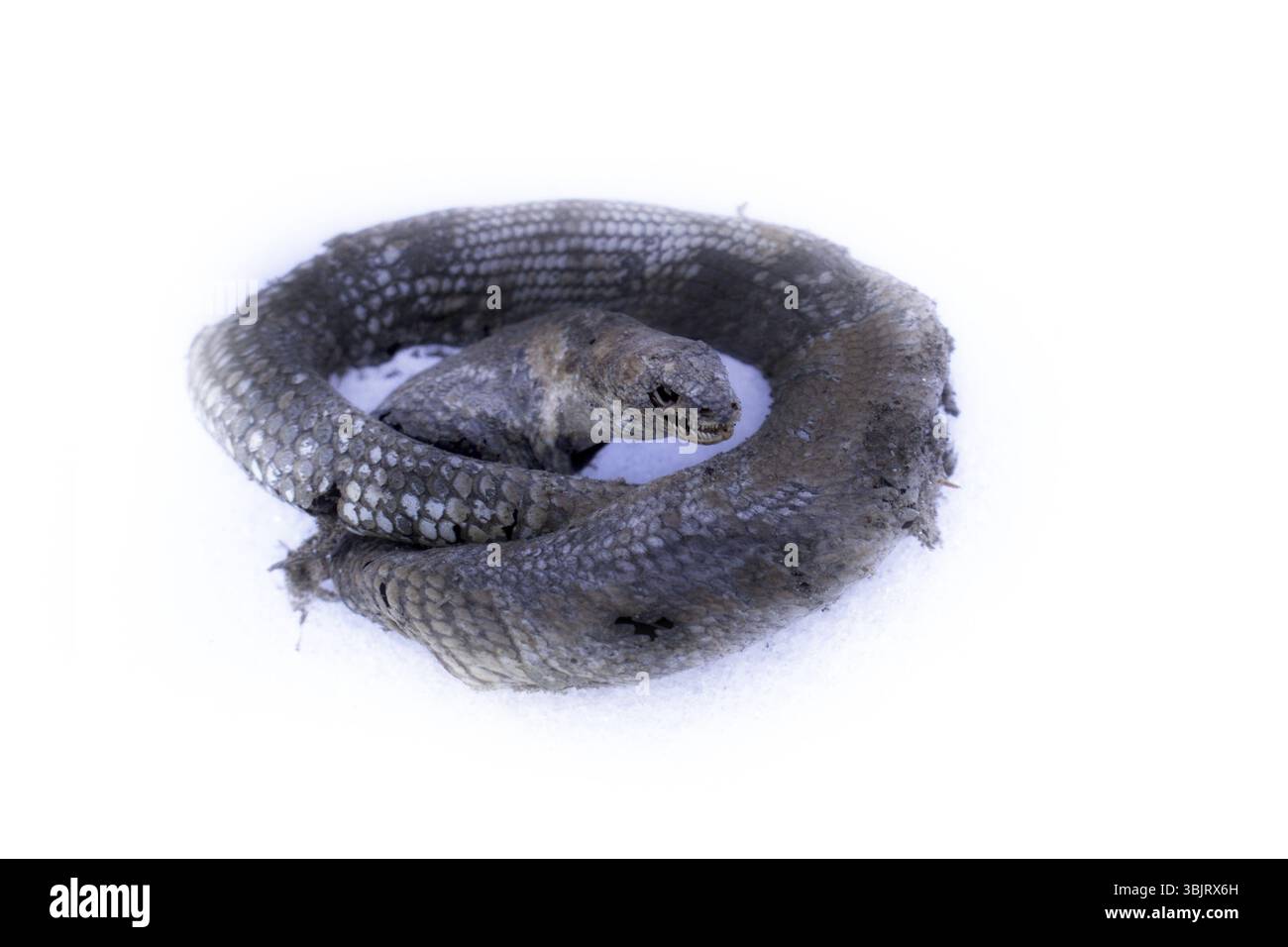 Dried snake Cut Out Stock Images & Pictures - Alamy