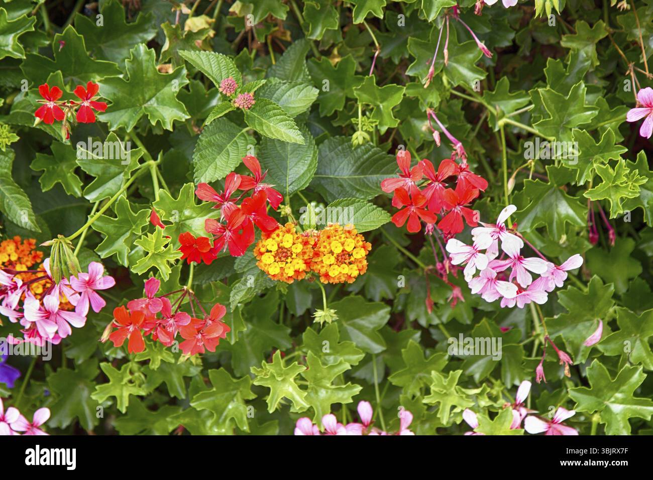 Flowers in Paris squares and parks, garden design, flower bed. Autumn ...