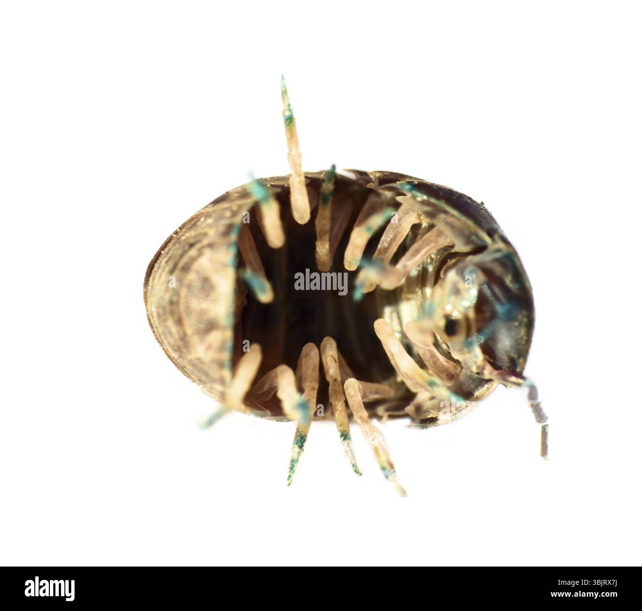 The usual sow bug (wood louse) beautiful in ultra close-up, in white ...