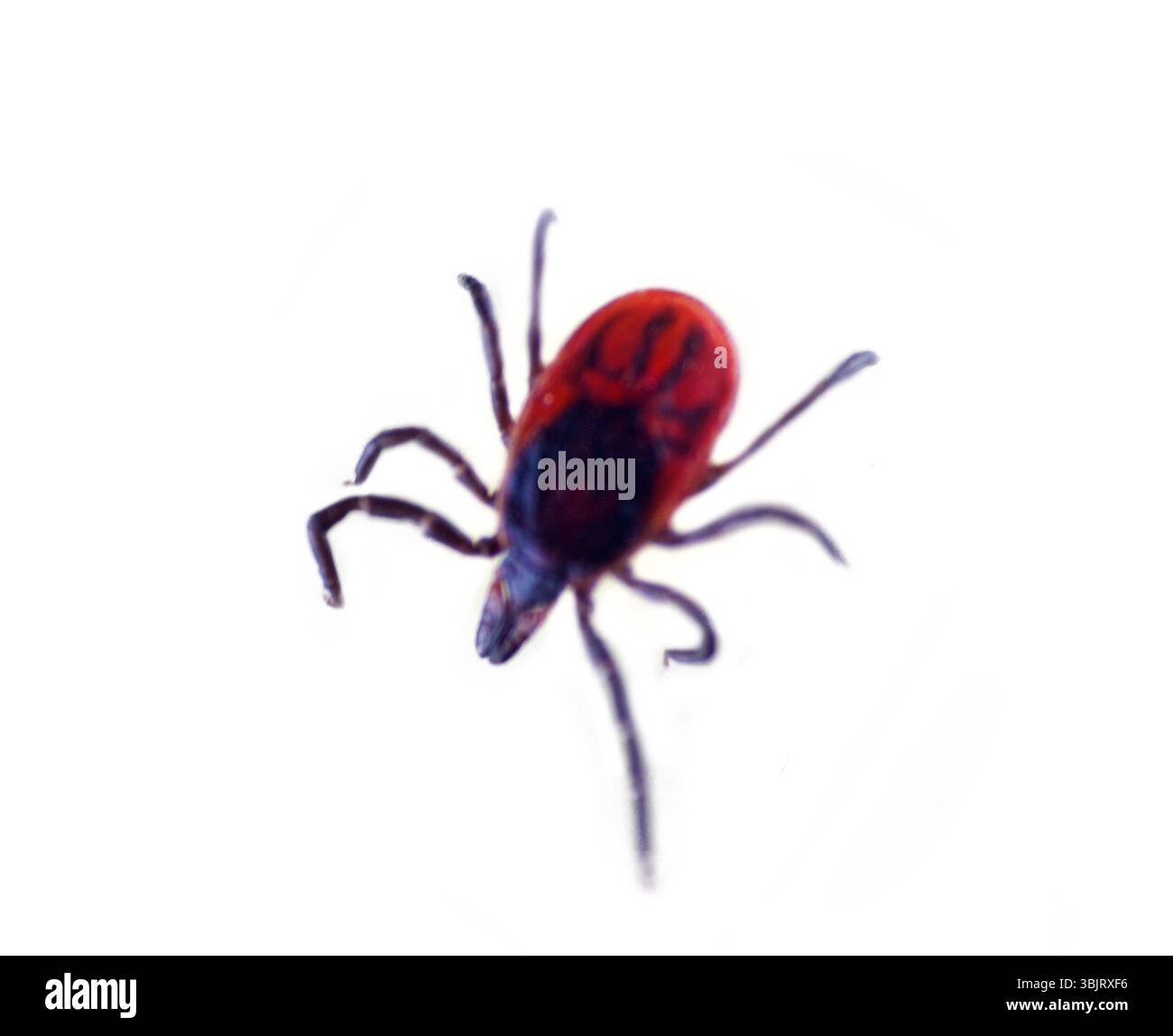 Front paws up Cut Out Stock Images & Pictures - Alamy