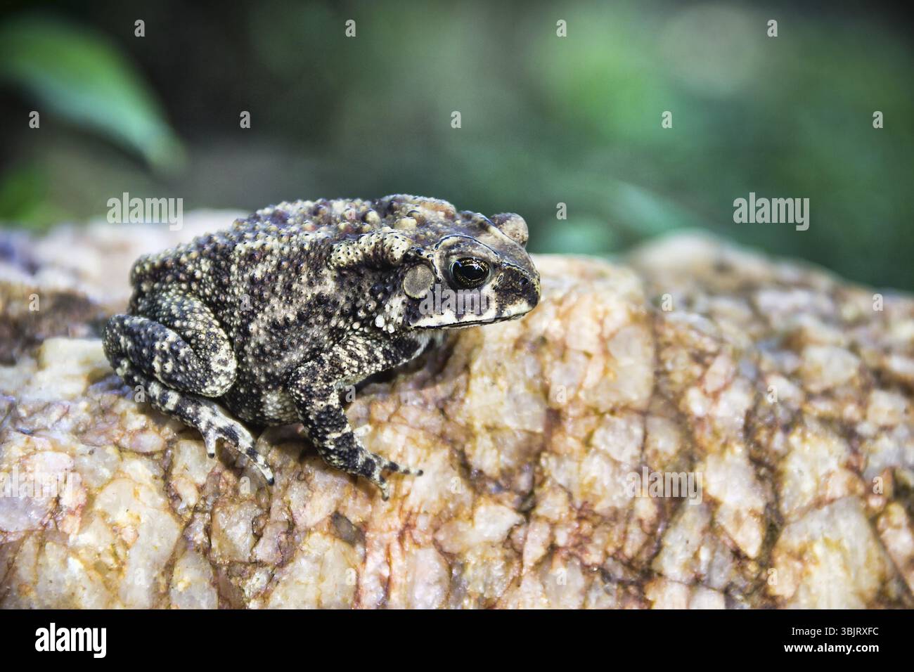 Ferguson's toad (Bufo fergusonii) in past Schneider's (dwarf) toad ...