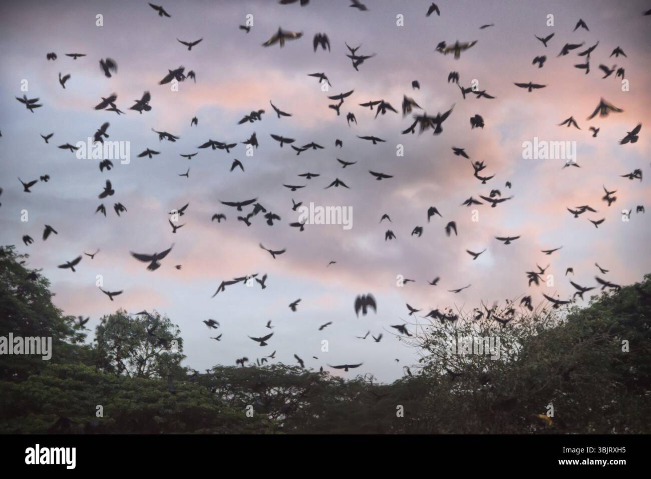 Huge number black crows fly hi-res stock photography and images - Alamy